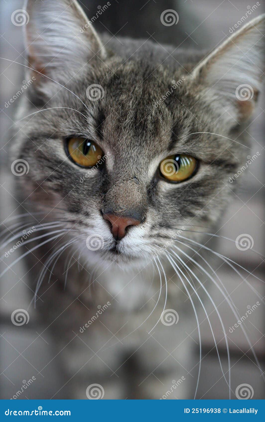 Headshot cat stock photo. Image of animal, kater, tier - 25196938