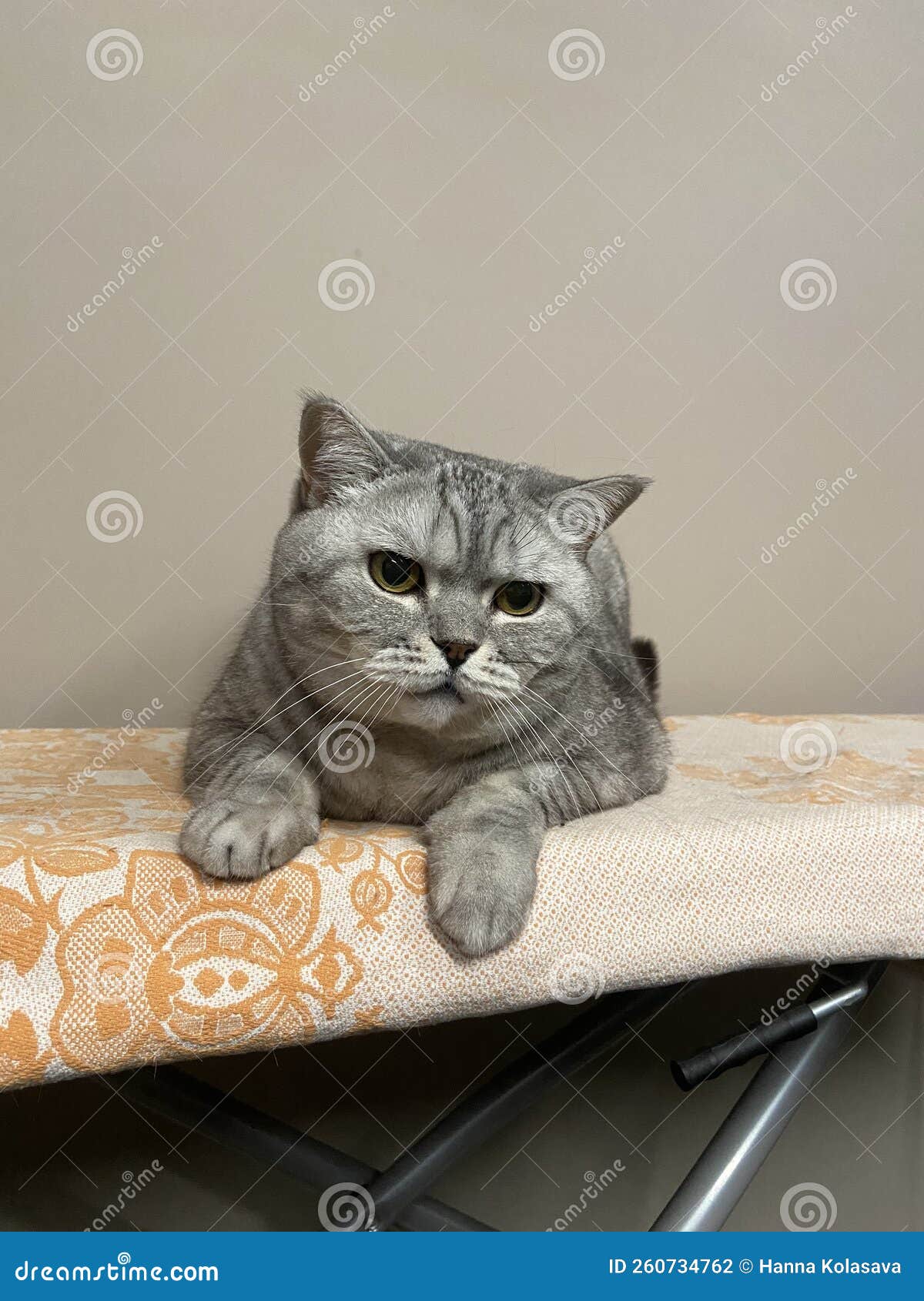 Headshot Closeup Portrait of a Cat Stock Photo - Image of drawing ...