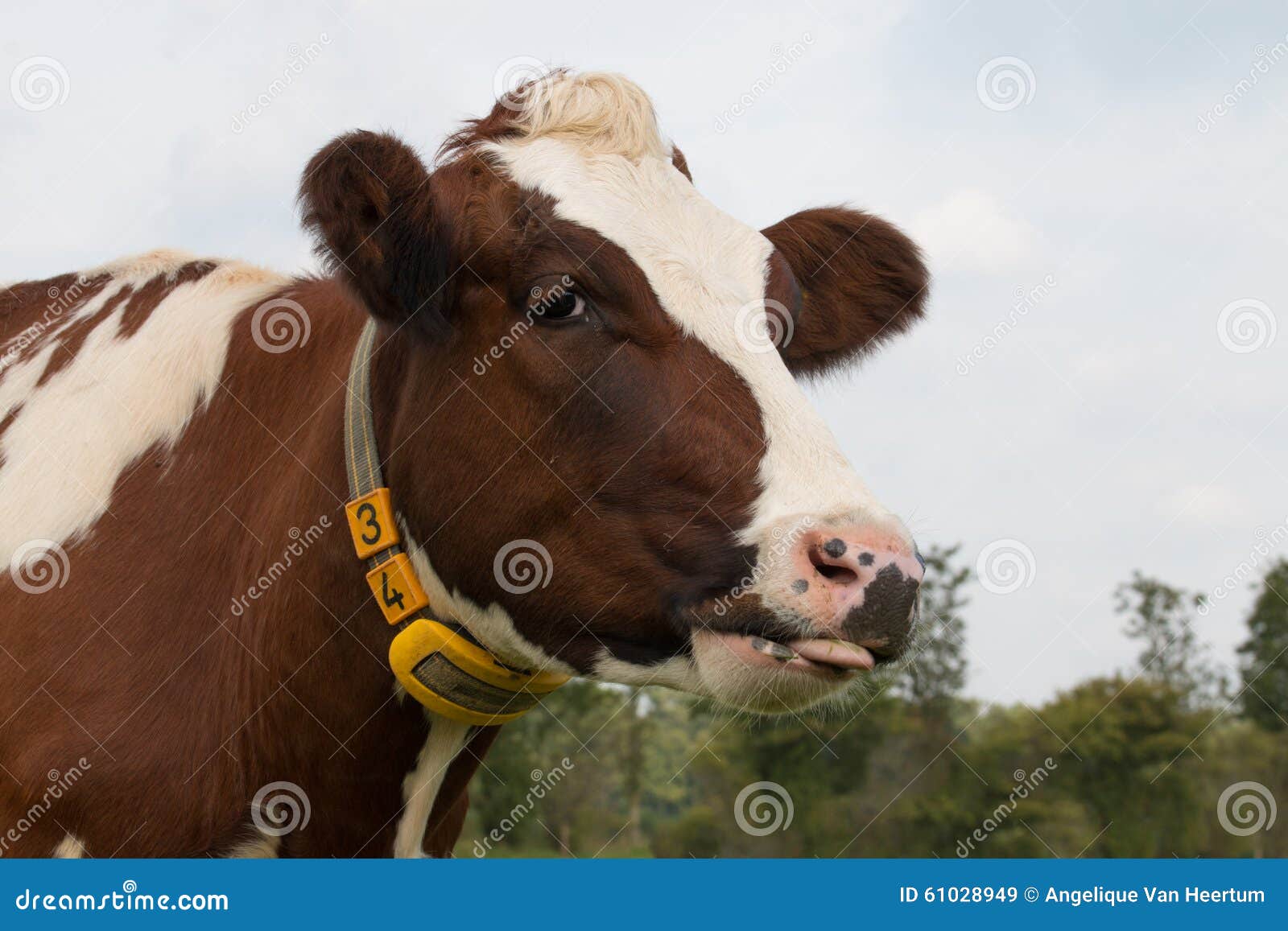 Headshot of cow stock image. Image of lawn, farmland - 61028949