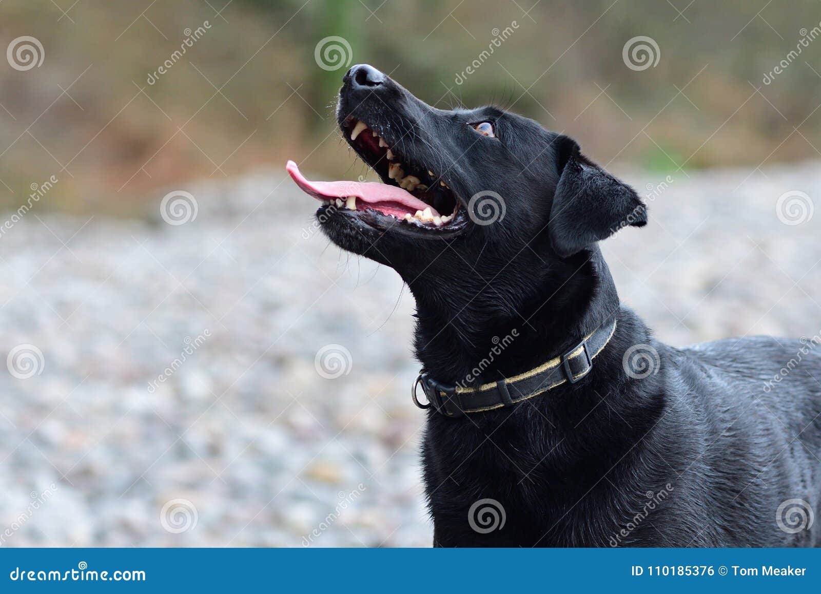 Black Labrador head shot stock photo. Image of head - 110185376