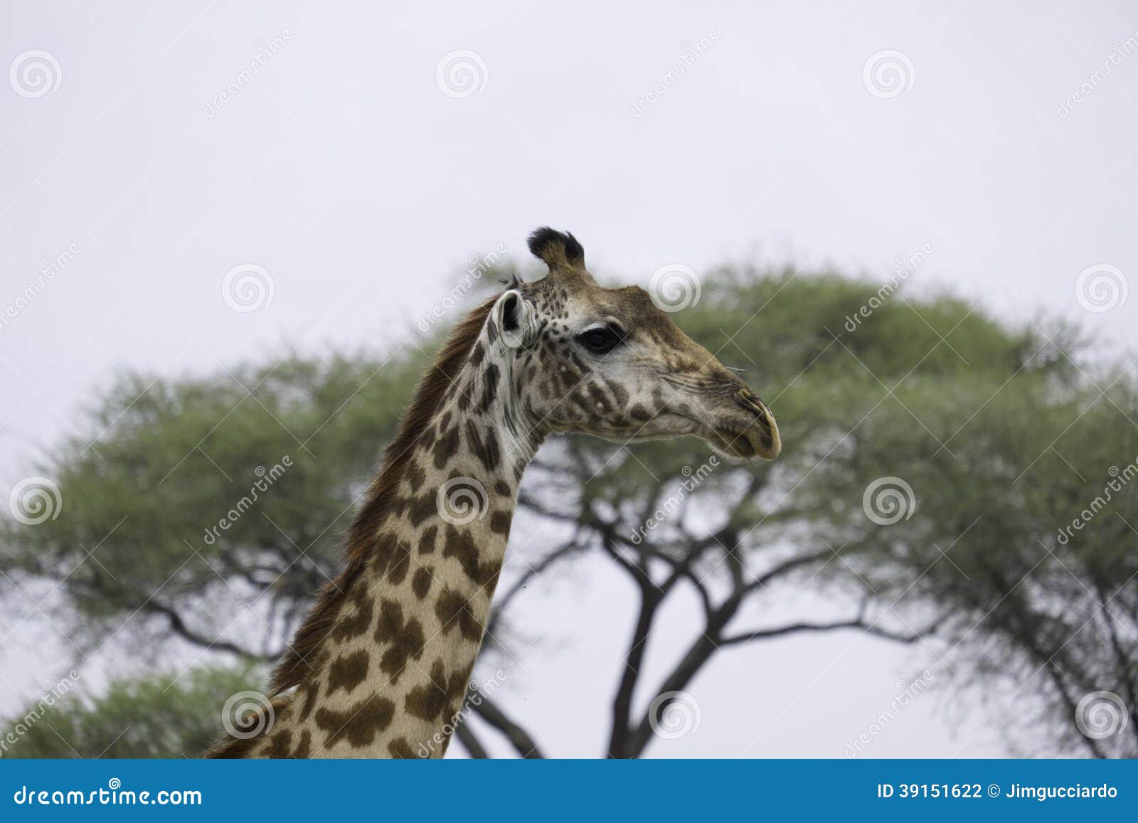 Headshot de la jirafa foto de archivo. Imagen de cubo - 39151622