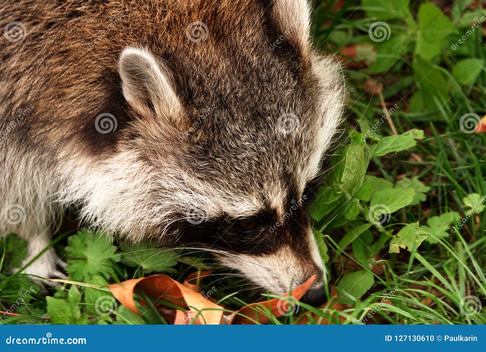 Headshot de um guaxinim foto de stock. Imagem de guaxinim - 127130610