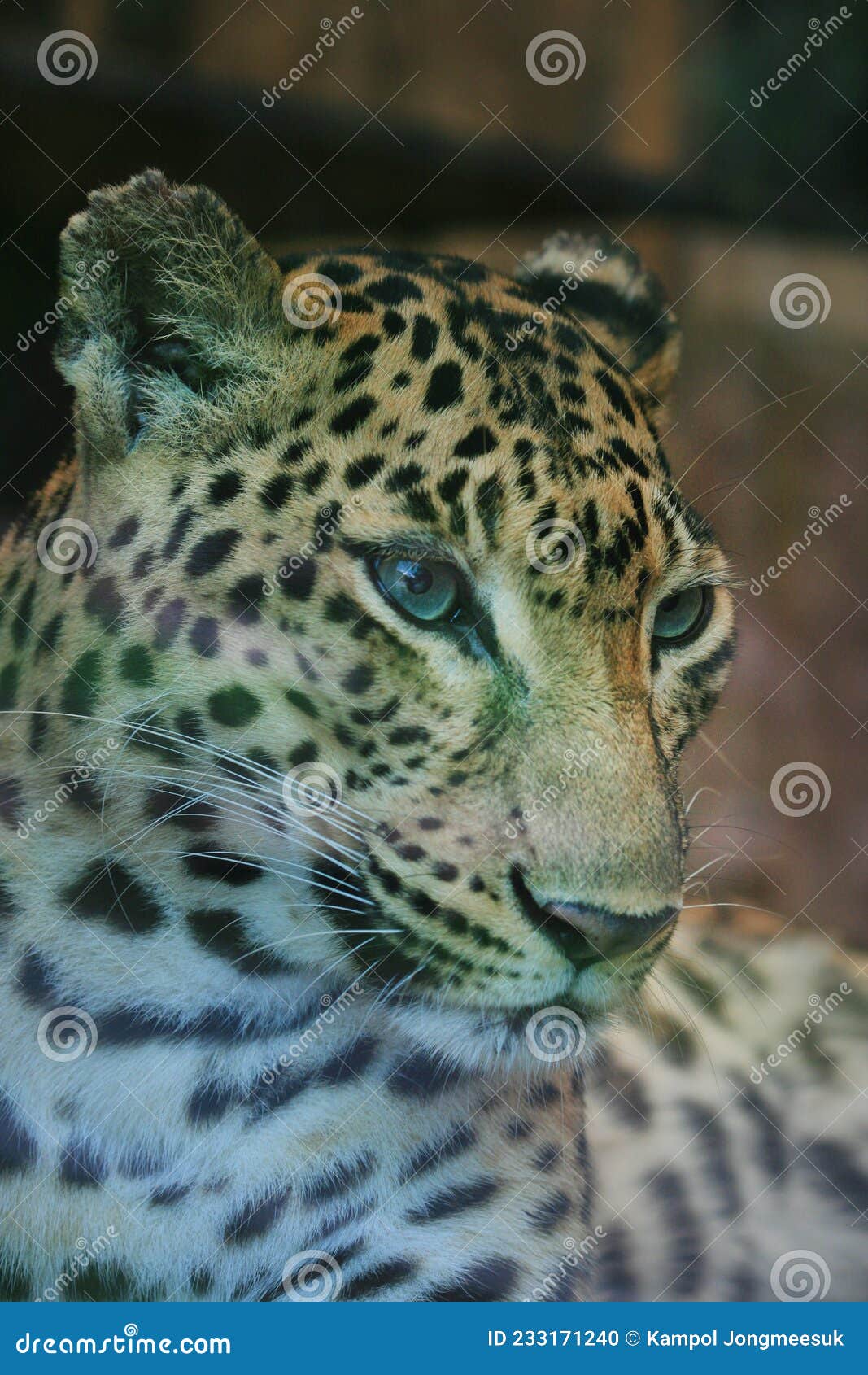 Headshot of Face Leopard, Focus Selective Stock Photo - Image of danger ...