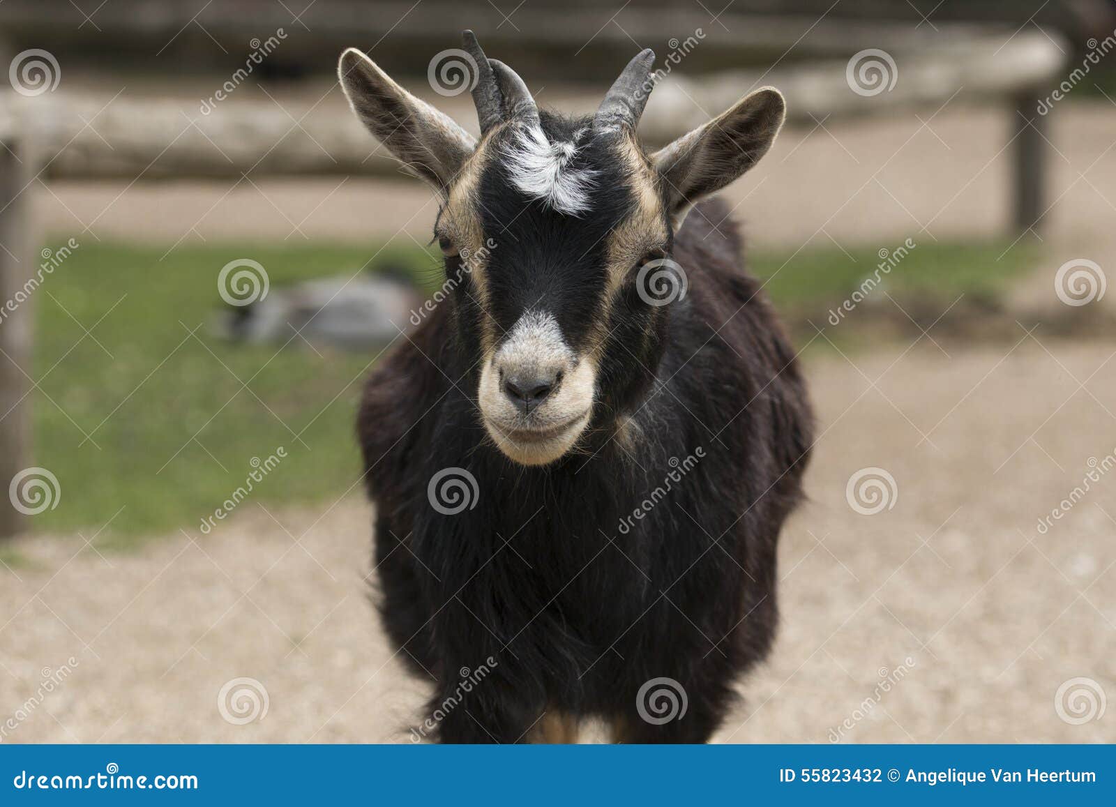 Headshot of Four Horned Goat Stock Photo - Image of country, fauna ...