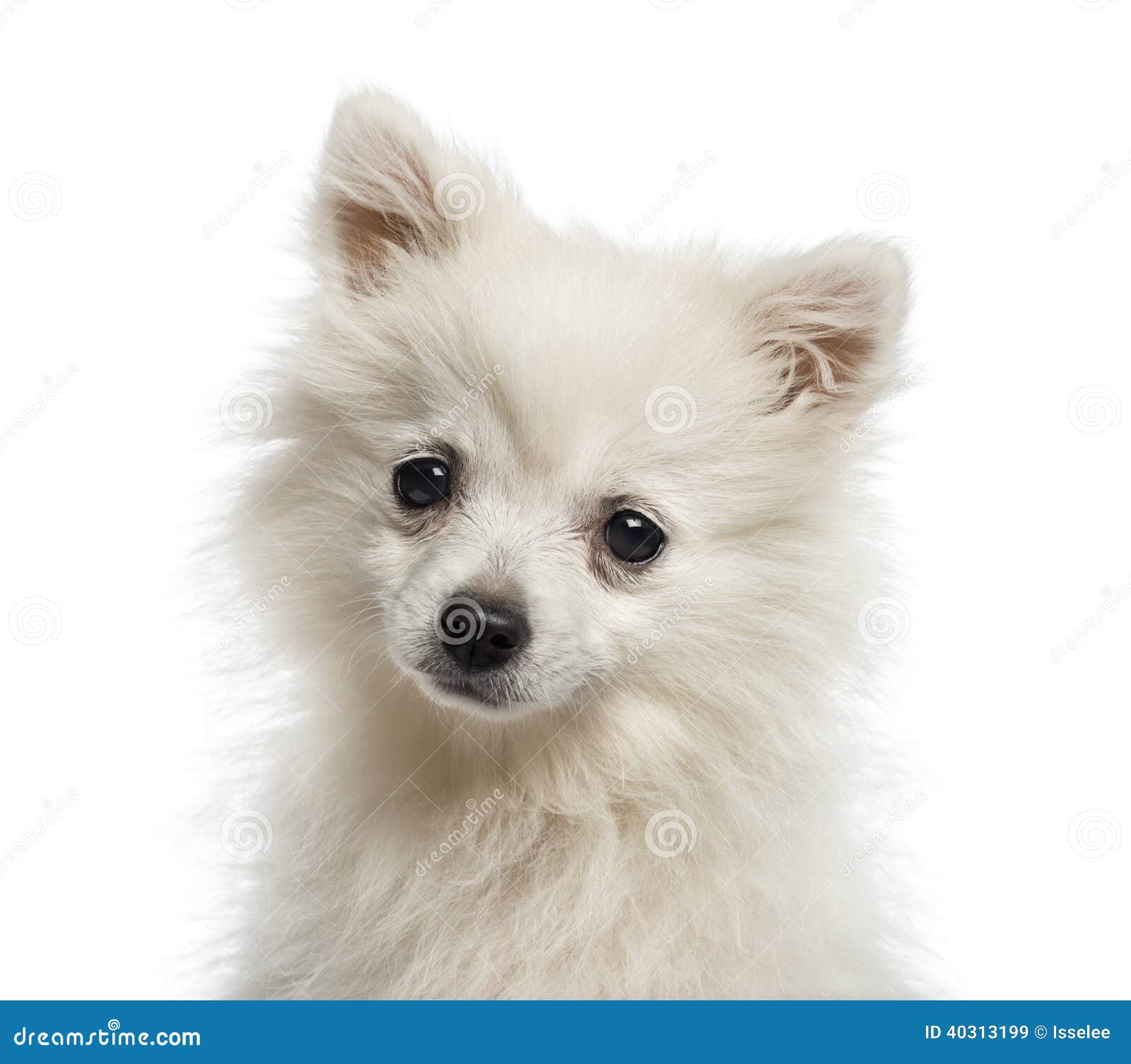 Headshot of a German Spitz Puppy (6 Months Old) Stock Image - Image of ...