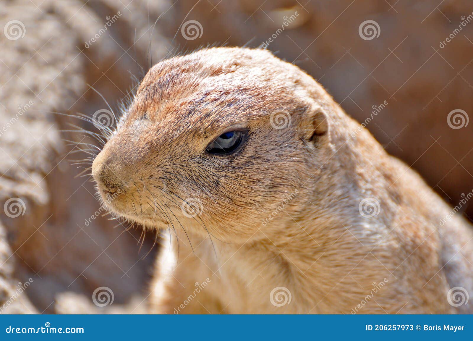 Headshot of a Gopher or Ground Squirrel Stock Image - Image of little ...