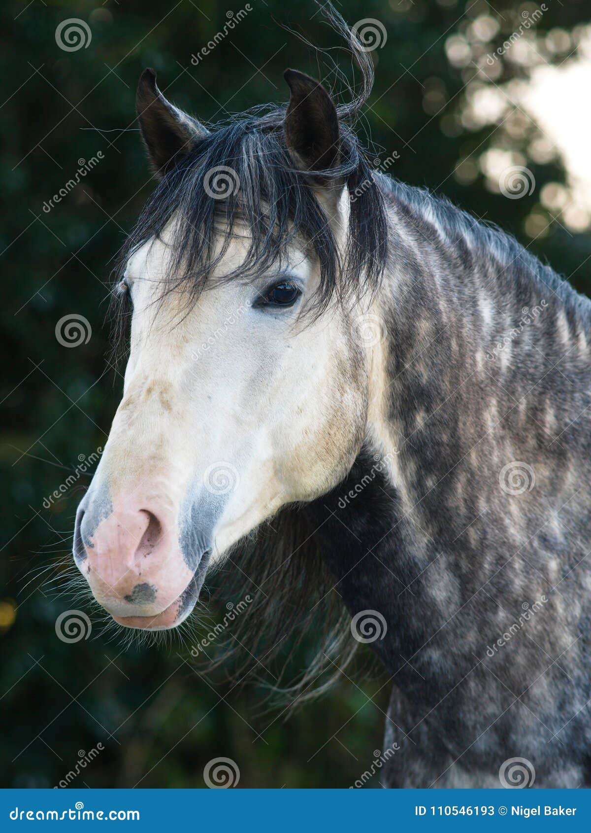 Grey Stallion stock image. Image of pony, close, outdoors - 110546193