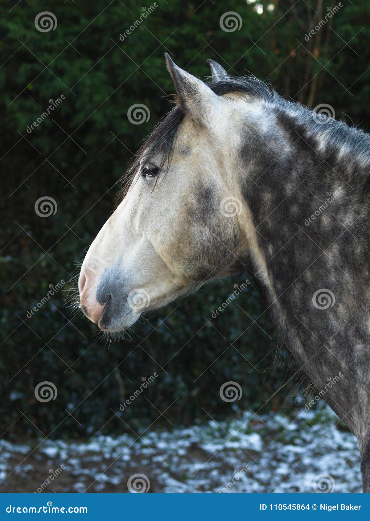 Grey Stallion Headshot in Snow Stock Photo - Image of alert, face ...