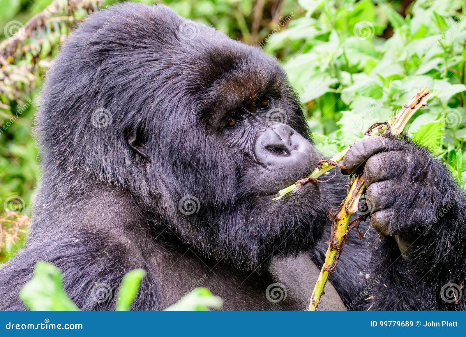 Headshot of a Huge Silverback Stock Image - Image of male, silverback ...