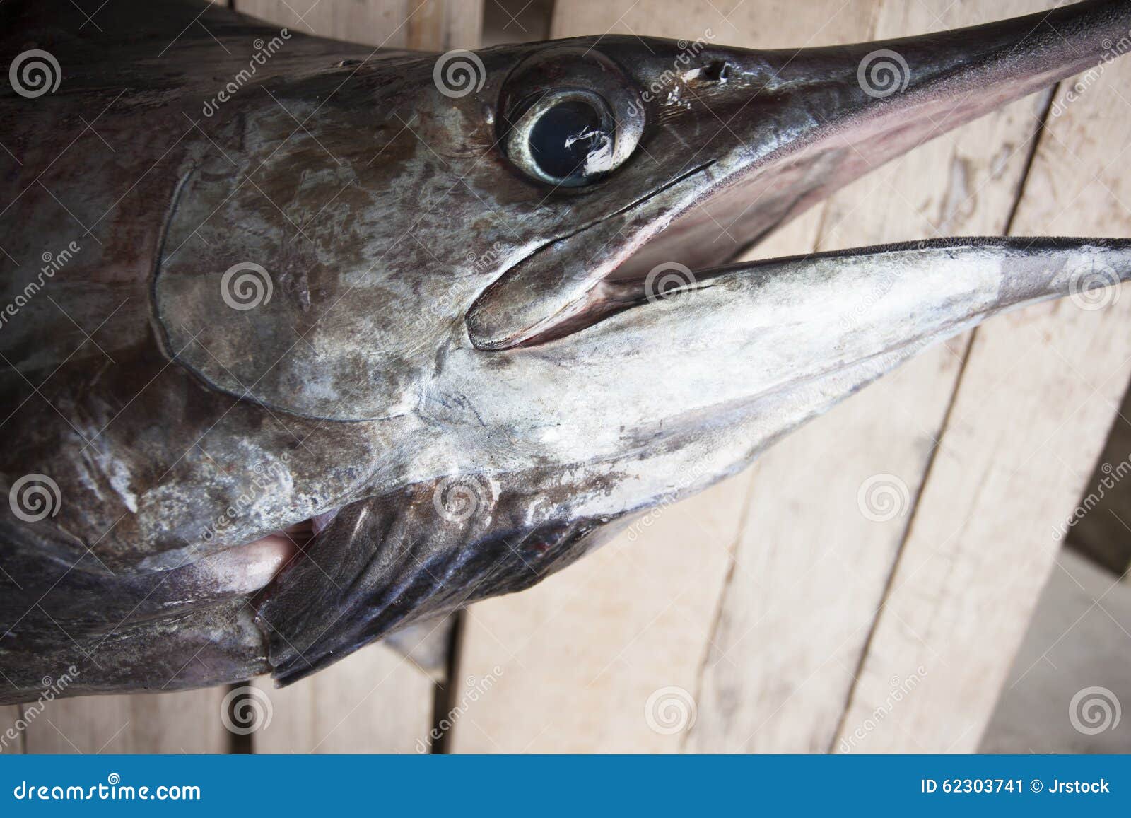 Headshot of a Marlin or Sailfish Stock Image - Image of fisherman ...