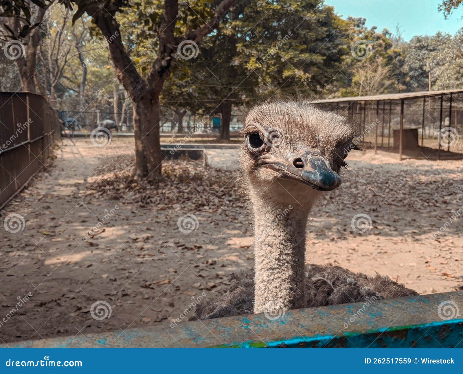 Headshot of an Ostrich Resting on the Farm Stock Image - Image of ...