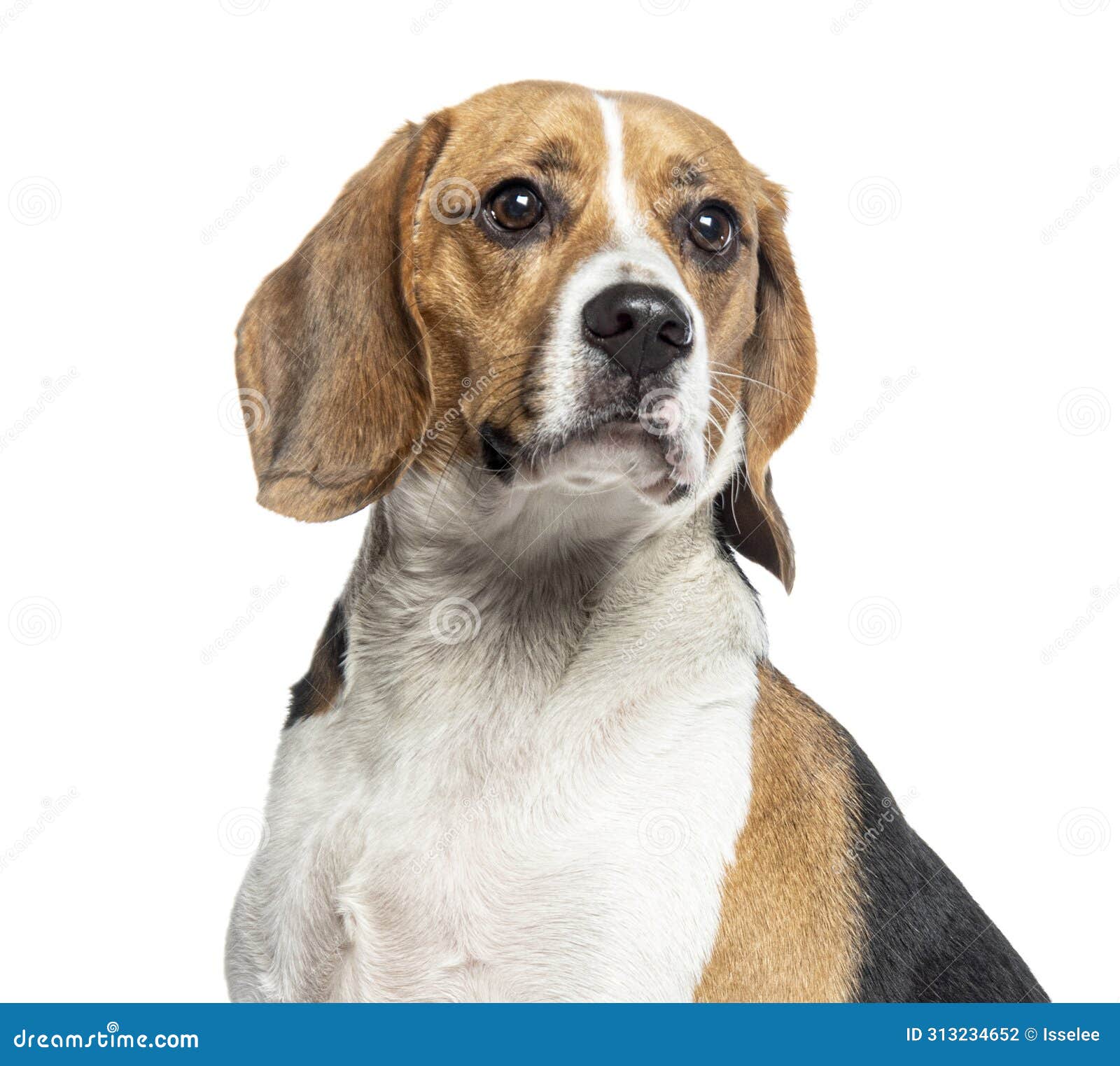 Headshot Portrait of Beagle Looking Away, Isolated on White Stock Photo ...