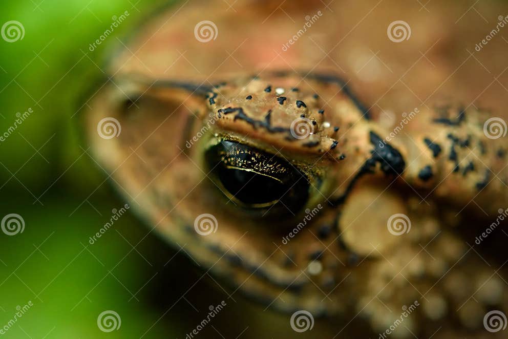 Headshot Portrait of a Common Toad Stock Photo - Image of cute, looking ...