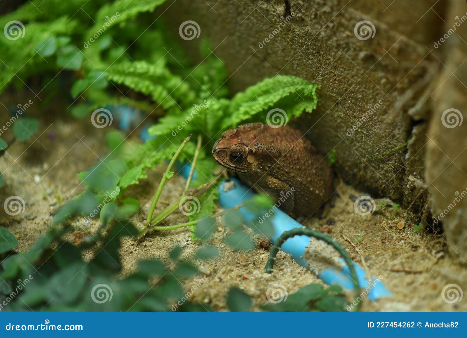 Headshot Portrait of a Common Toad Stock Photo - Image of ecosystem ...