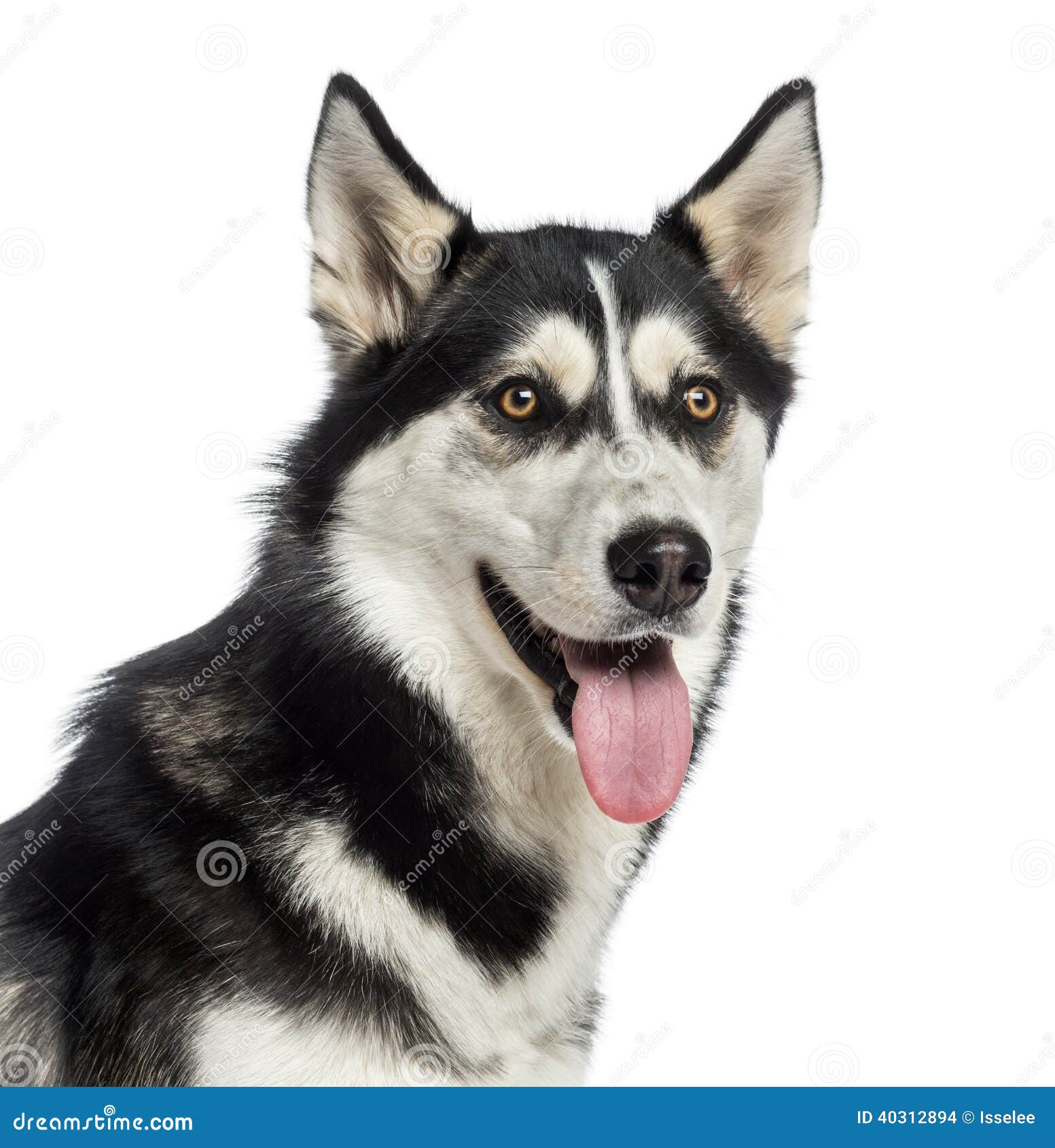 Headshot of a Siberian Husky Stock Photo - Image of head, portrait ...