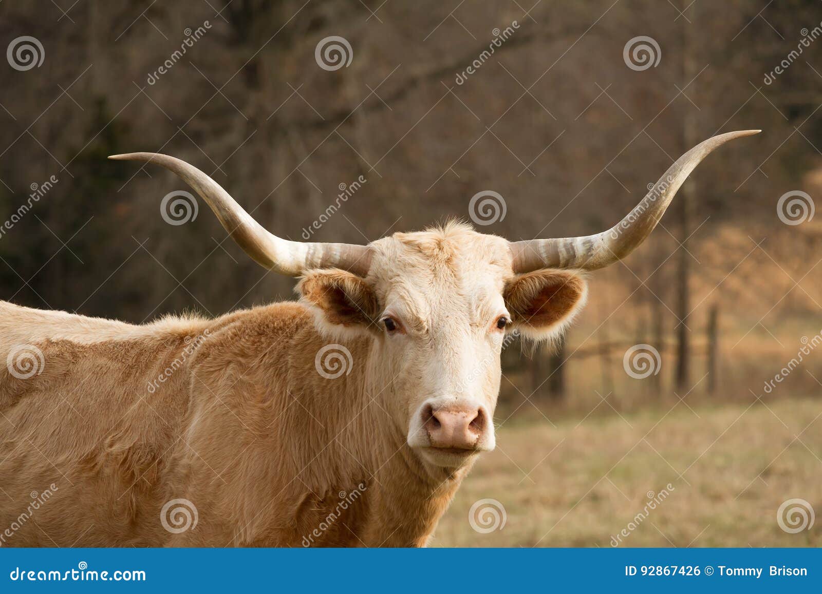 Texas Longhorn Bull Ready To Charge. Stock Photography | CartoonDealer ...