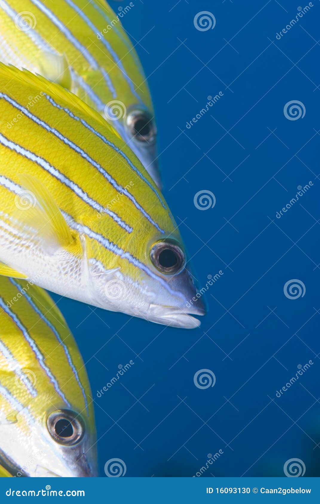 Headshot of Three Yellow Tropical Fish. Stock Photo - Image of vivid ...