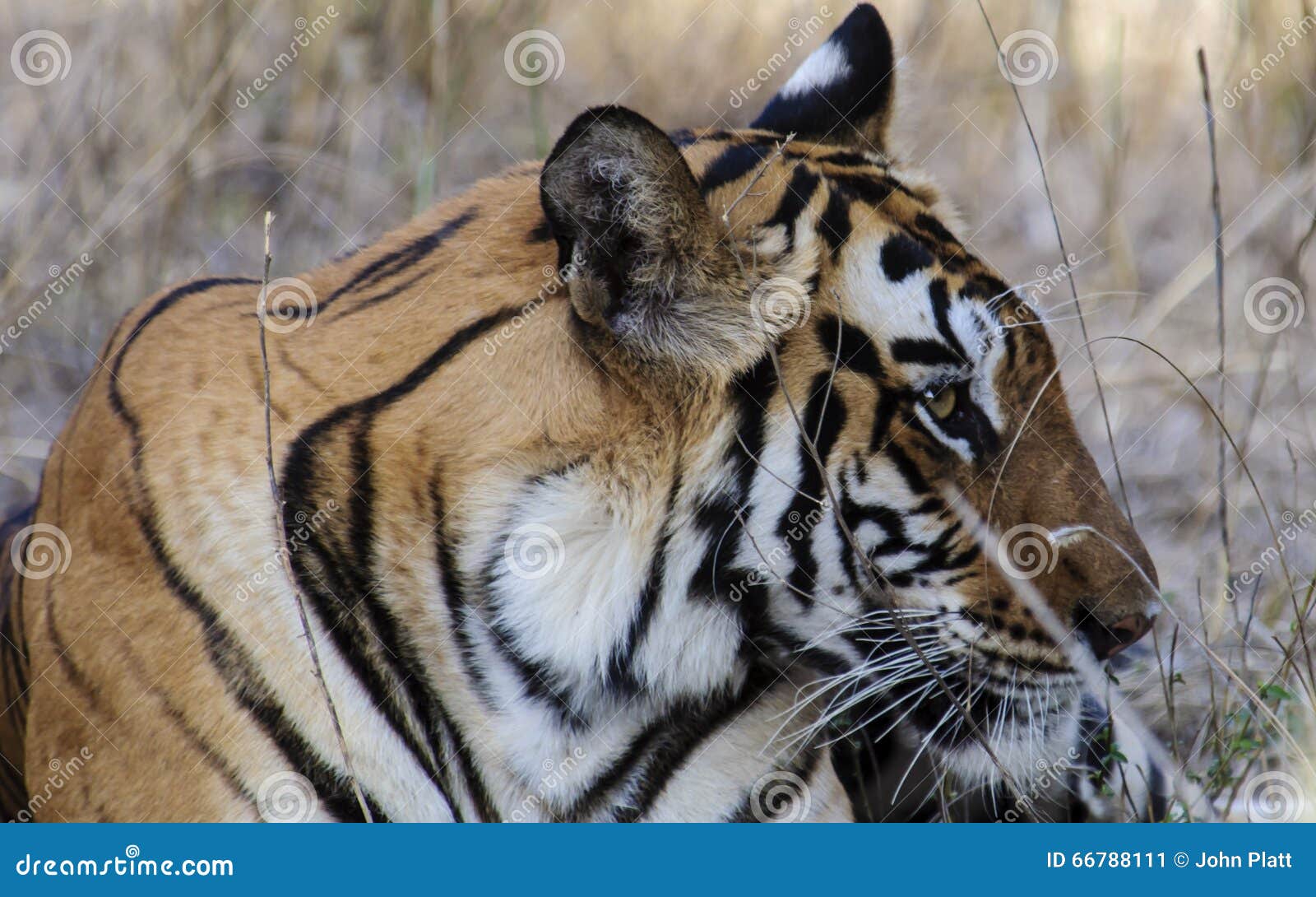 Headshot of a Tiger stock image. Image of wildlife, animals - 66788111