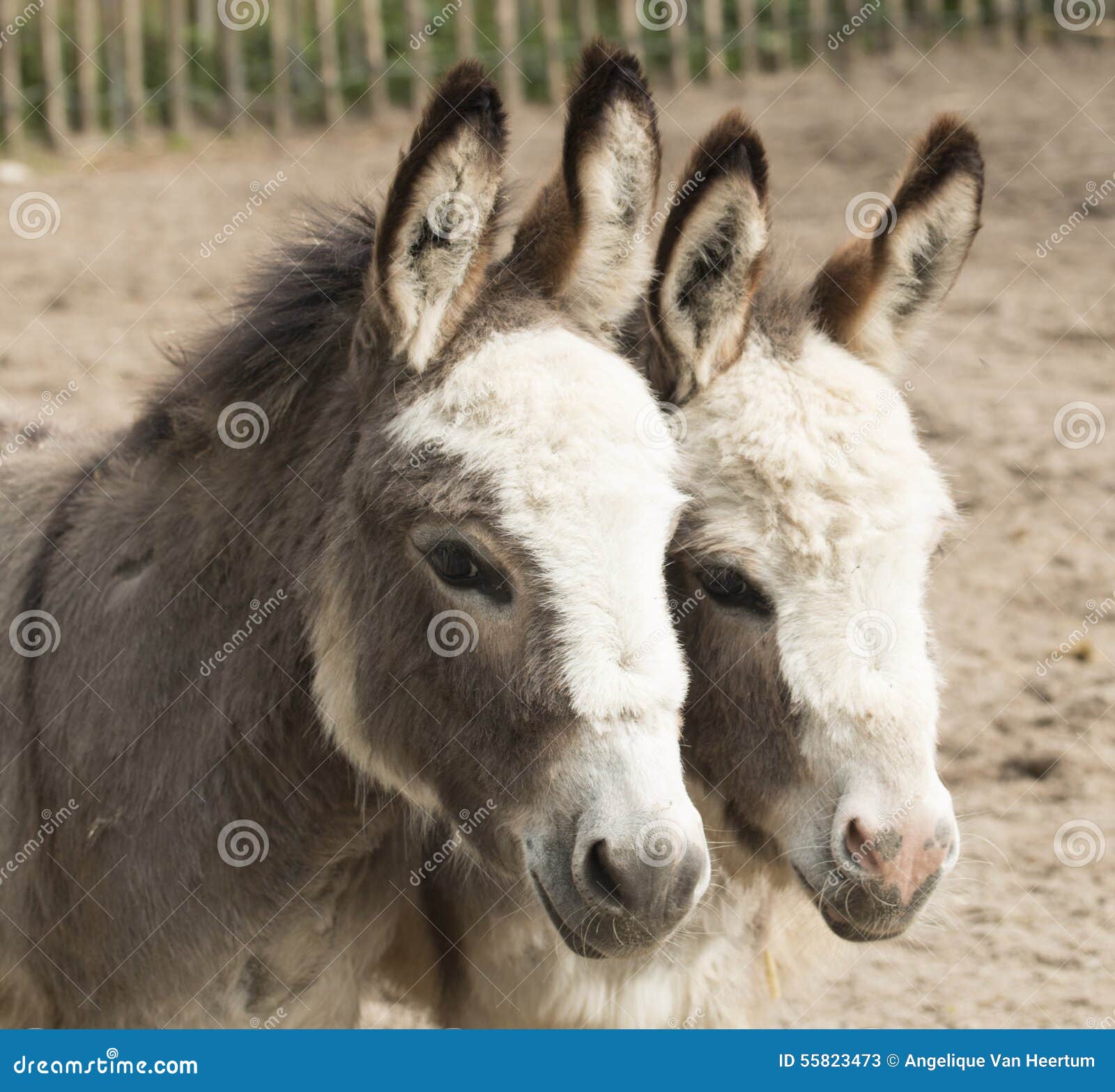 Headshot of two donkeys stock image. Image of burros - 55823473