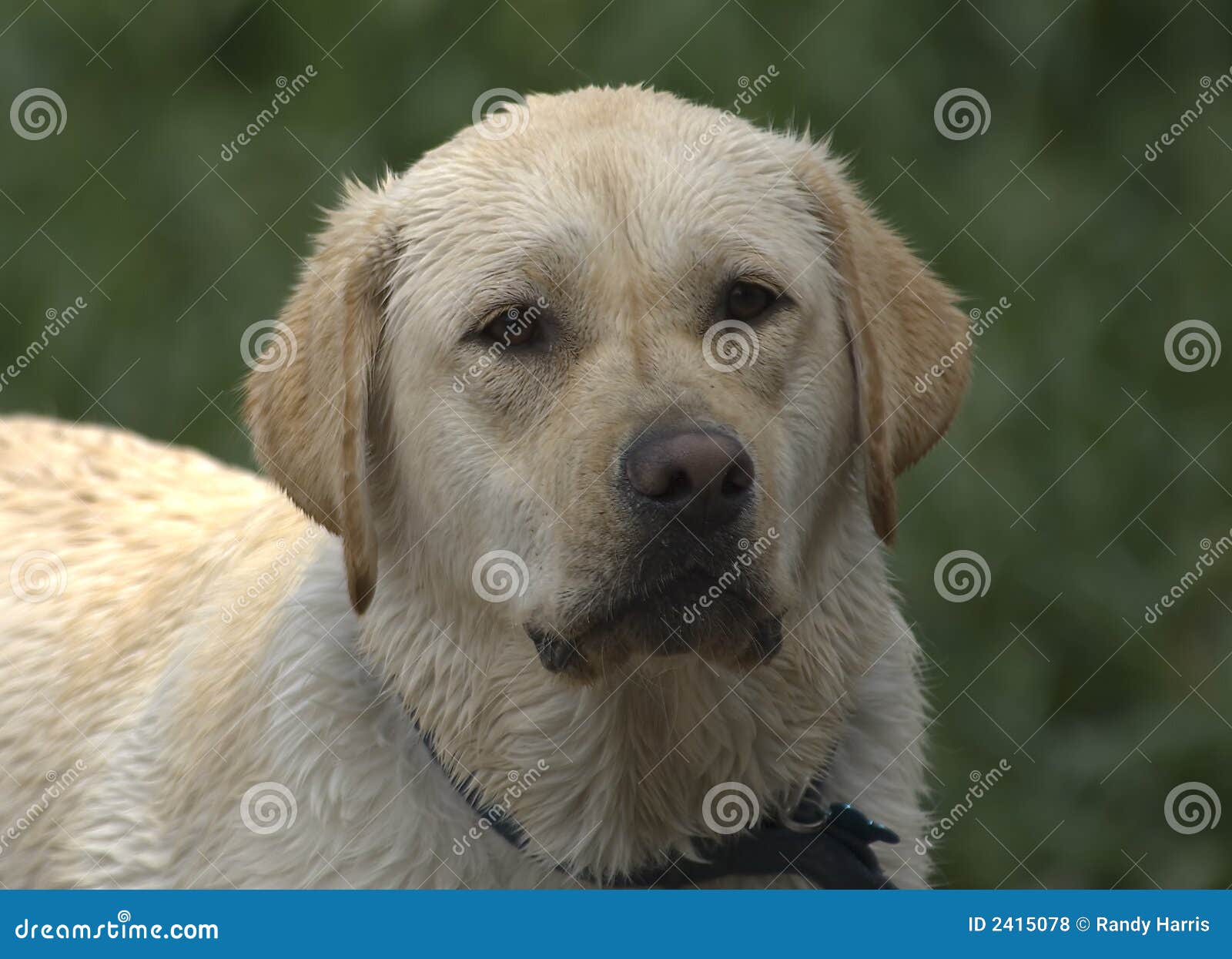 Headshot Of A Yellow Lab Picture. Image: 2415078