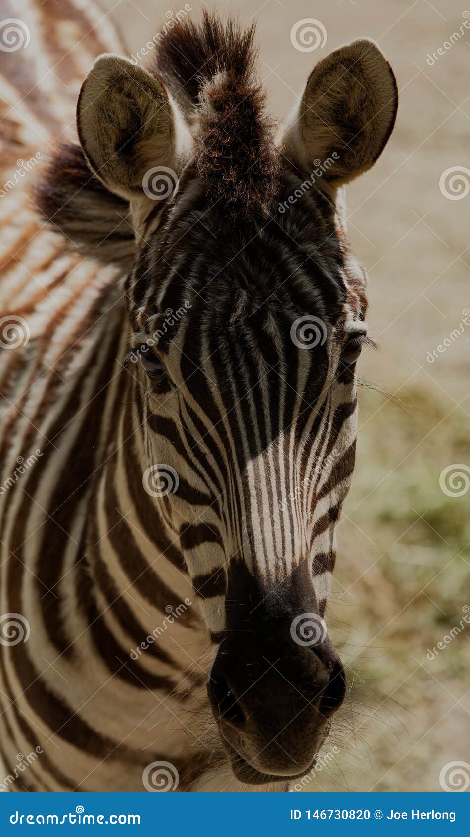 A shot of a zebra`s face. stock photo. Image of mane - 146730820