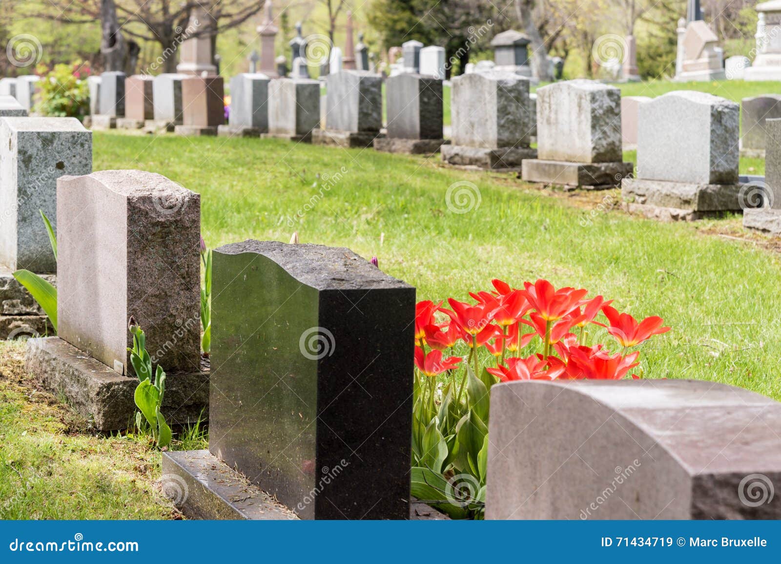 Headstones in a cemetary stock image. Image of canada - 71434719