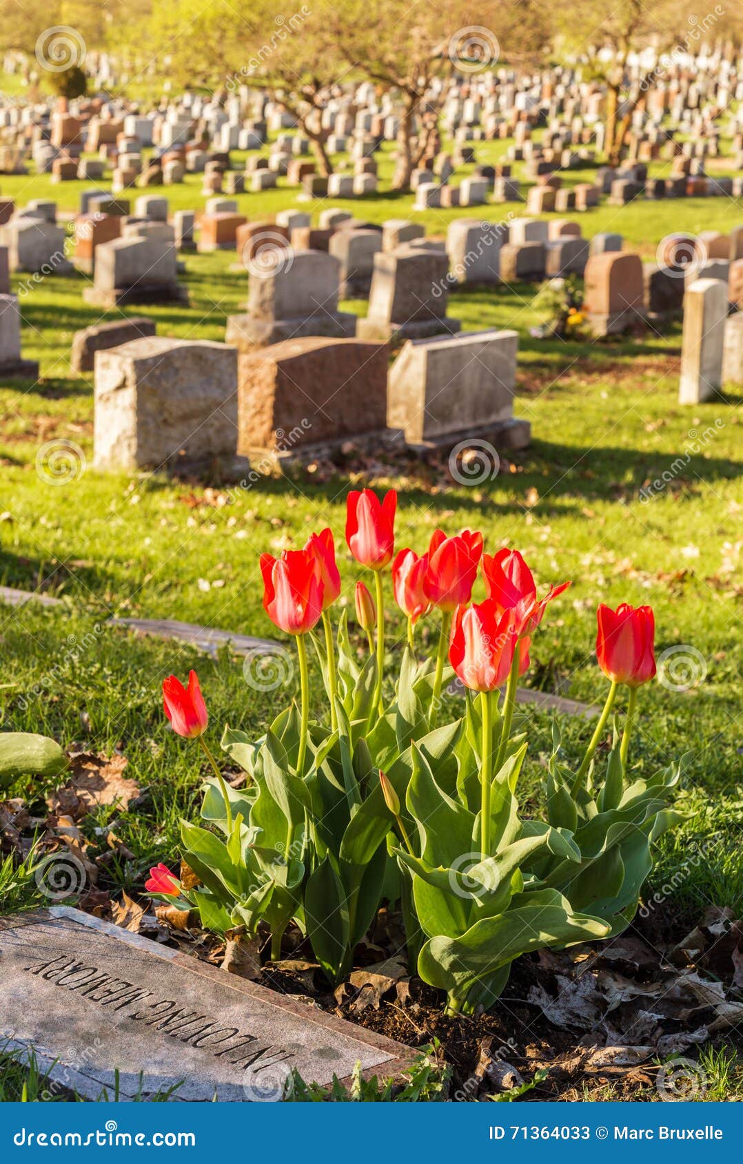 Headstones in Montreal Cemetery at Sunset Stock Image - Image of ...
