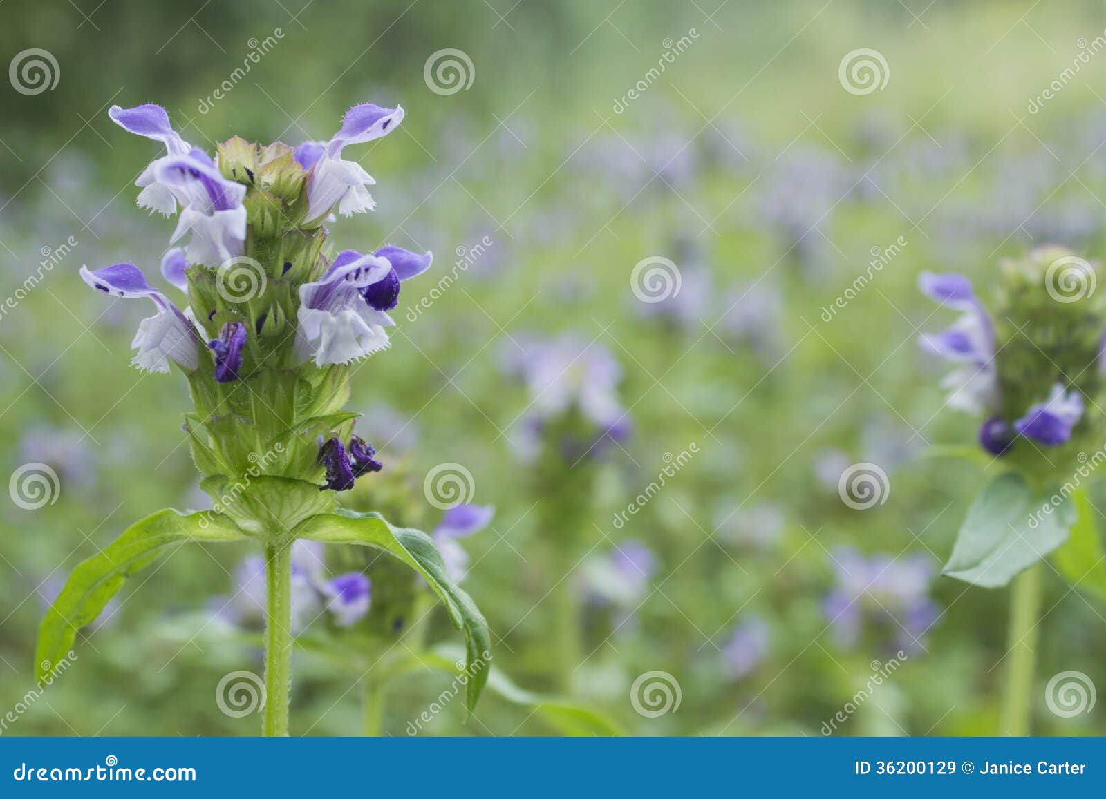 Heal-All plant stock image. Image of green, purple, meadow - 36200129