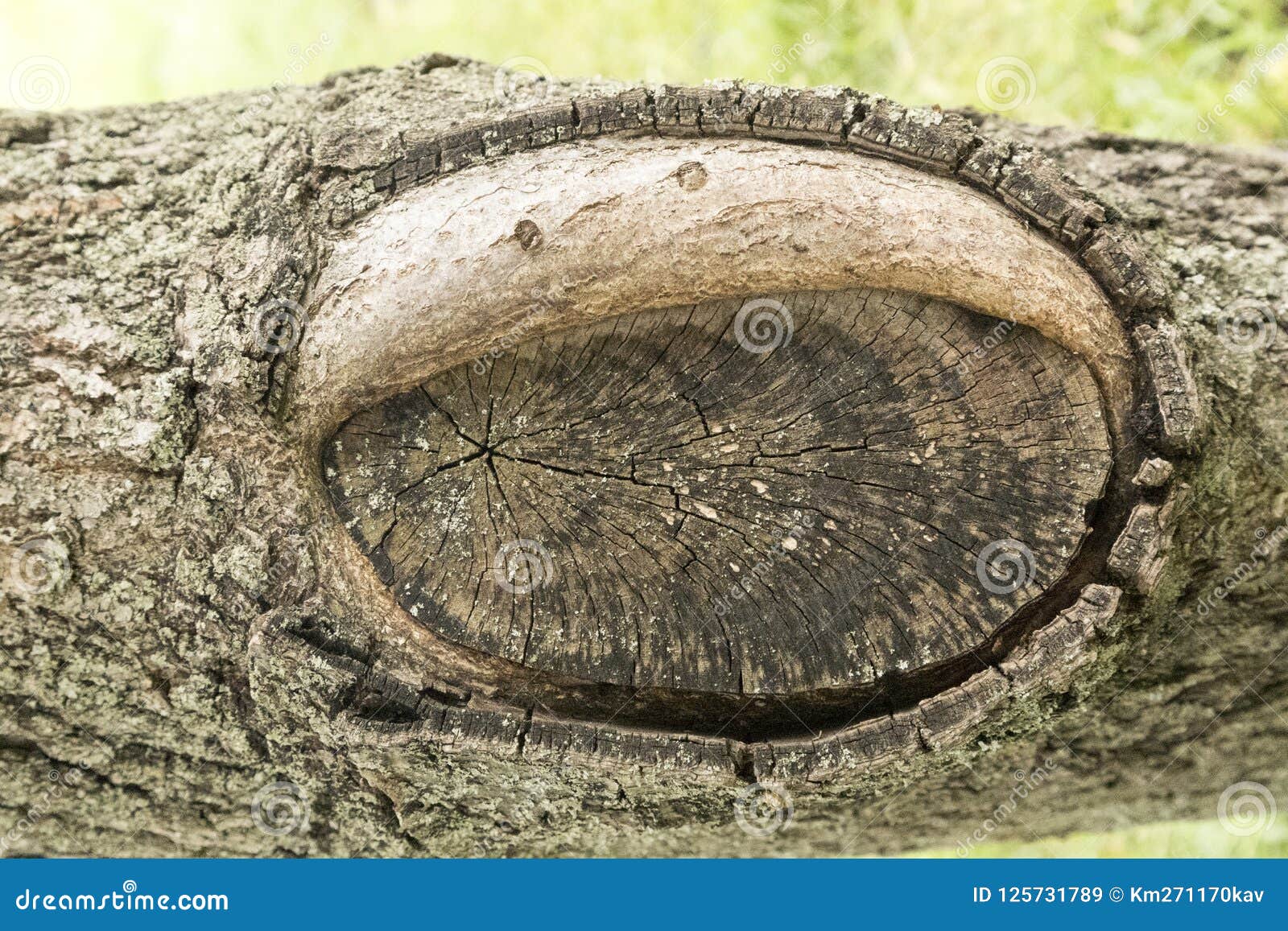 Healed Cutting of a Branch of Tree with a Cutout in the Form of Stock ...