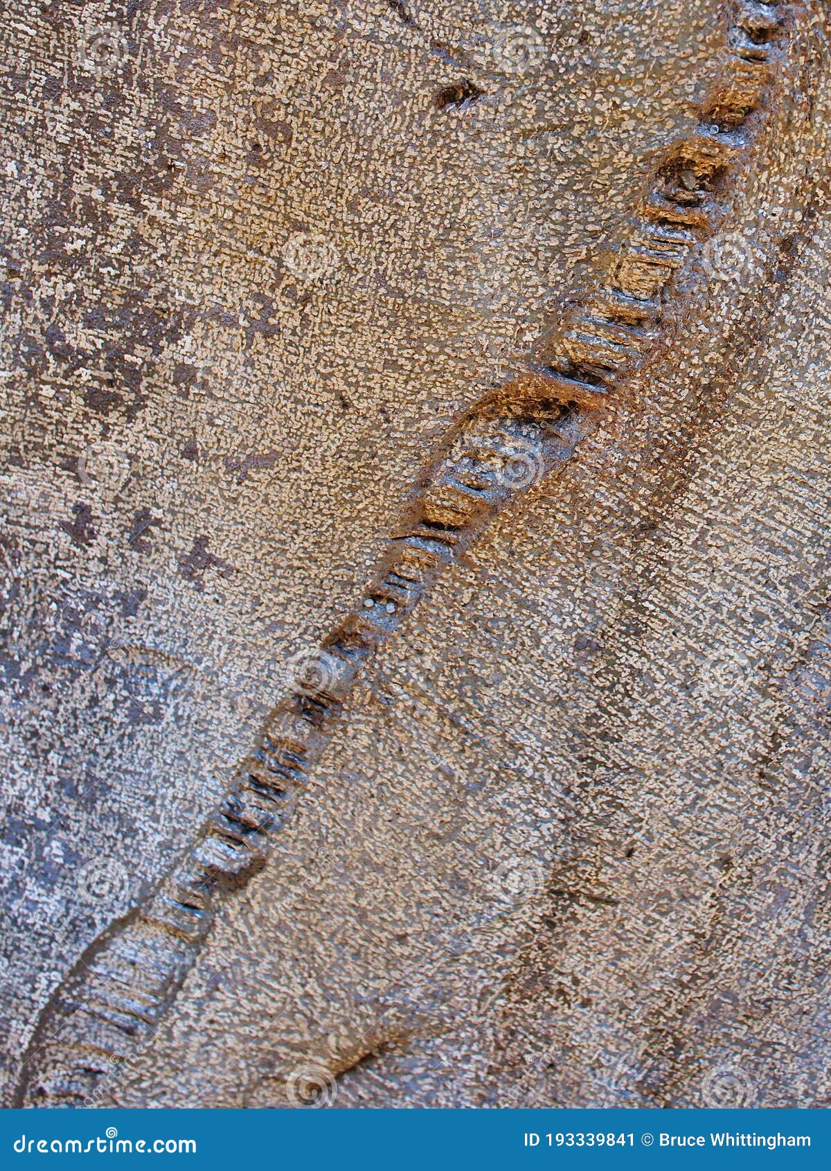 Healed Split in Rough Tree Bark Stock Image - Image of semi, rough ...