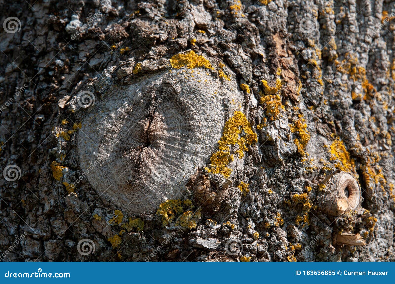 Healed Scar in a Bark of a Lime Tree Stock Image - Image of deciduous ...