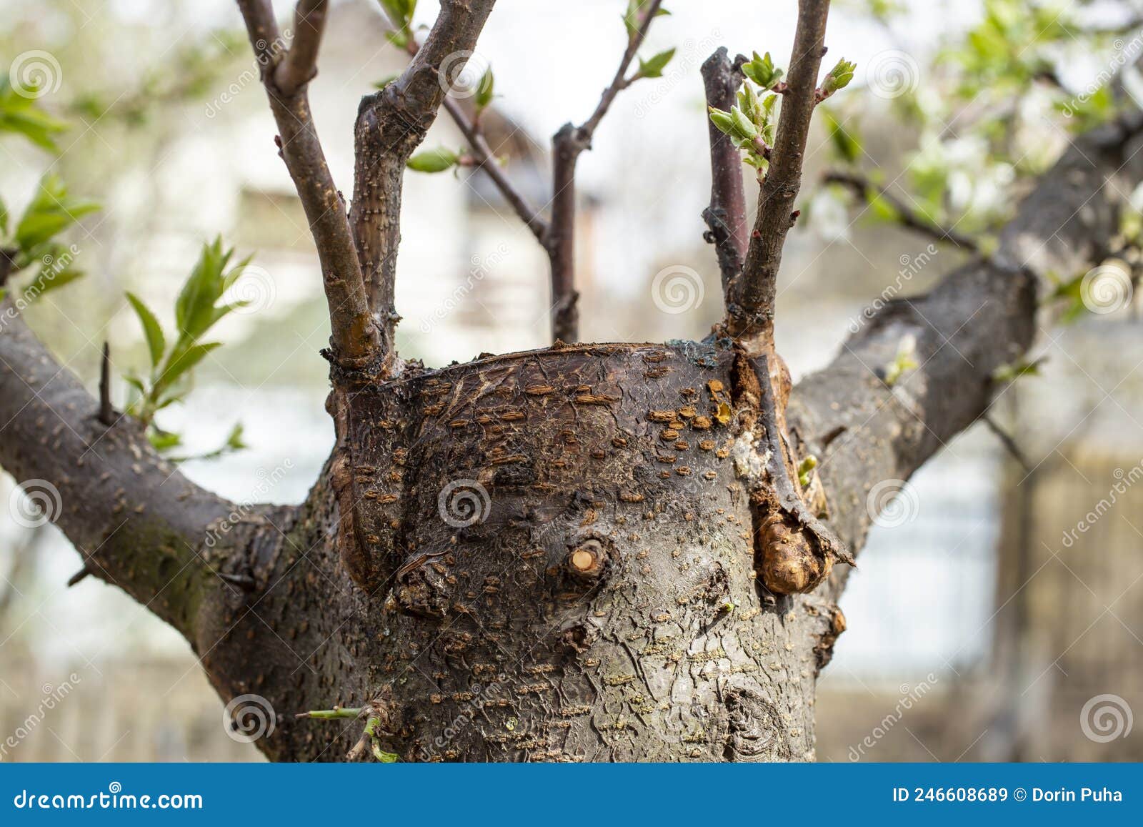 Healed Scars on a Tree Trunk, from Grafting Stock Image - Image of ...