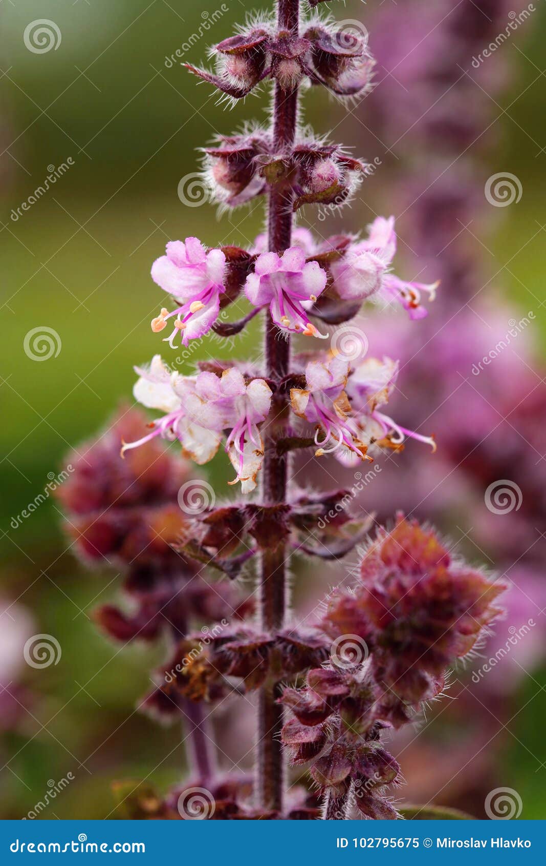 Basil Ocimum basilicum stock image. Image of healthy - 102795675