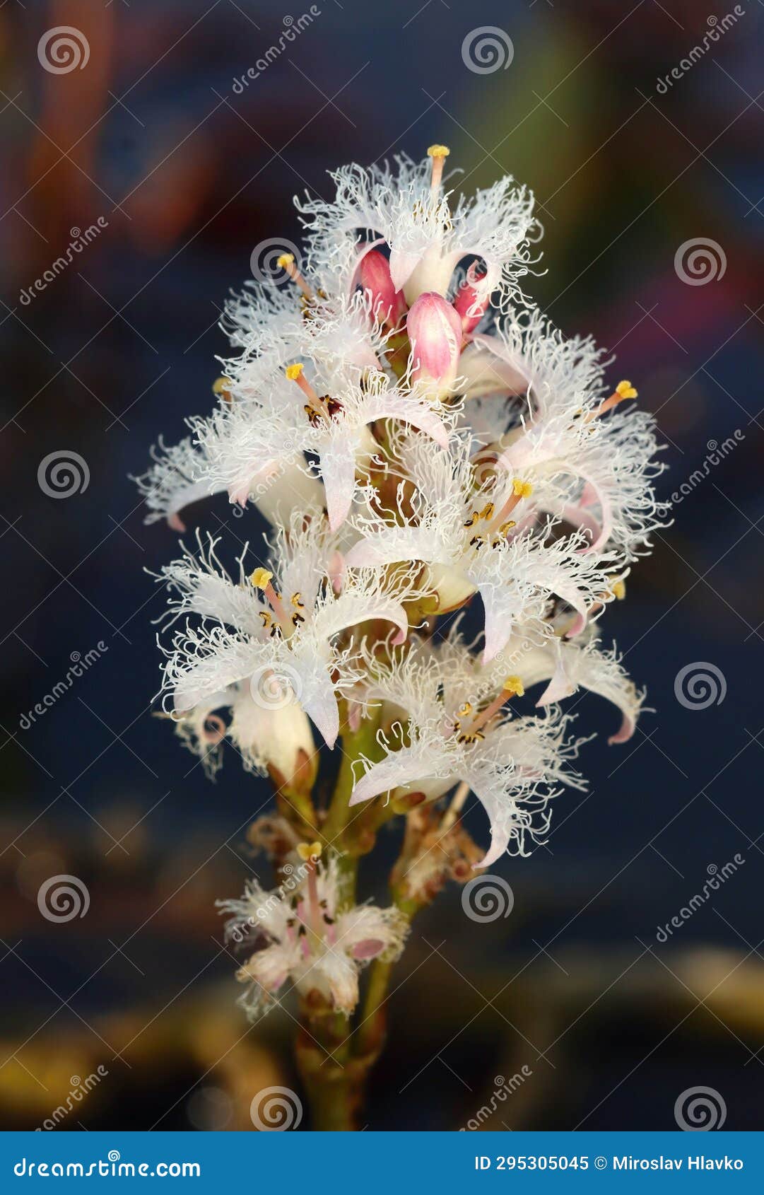 Healing Bogbean Flower in Spring Blossom Stock Image - Image of flower ...