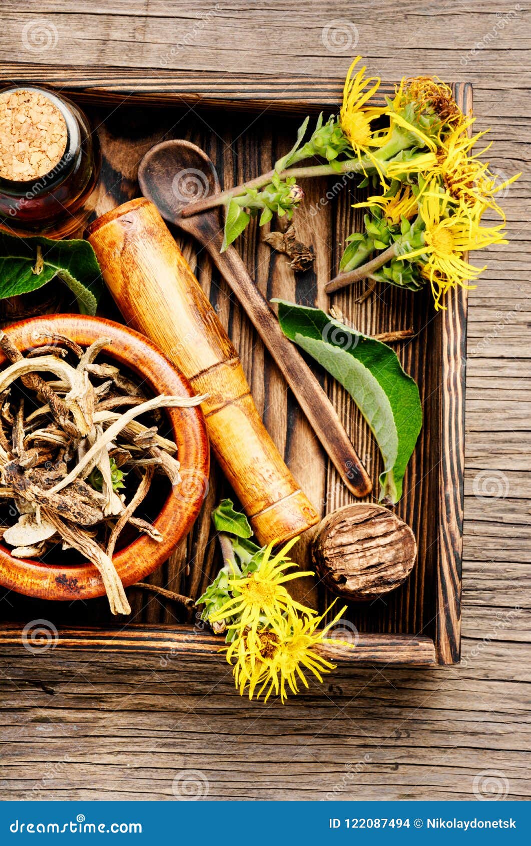 Root and Tincture of Elecampane Stock Photo - Image of healing, green ...
