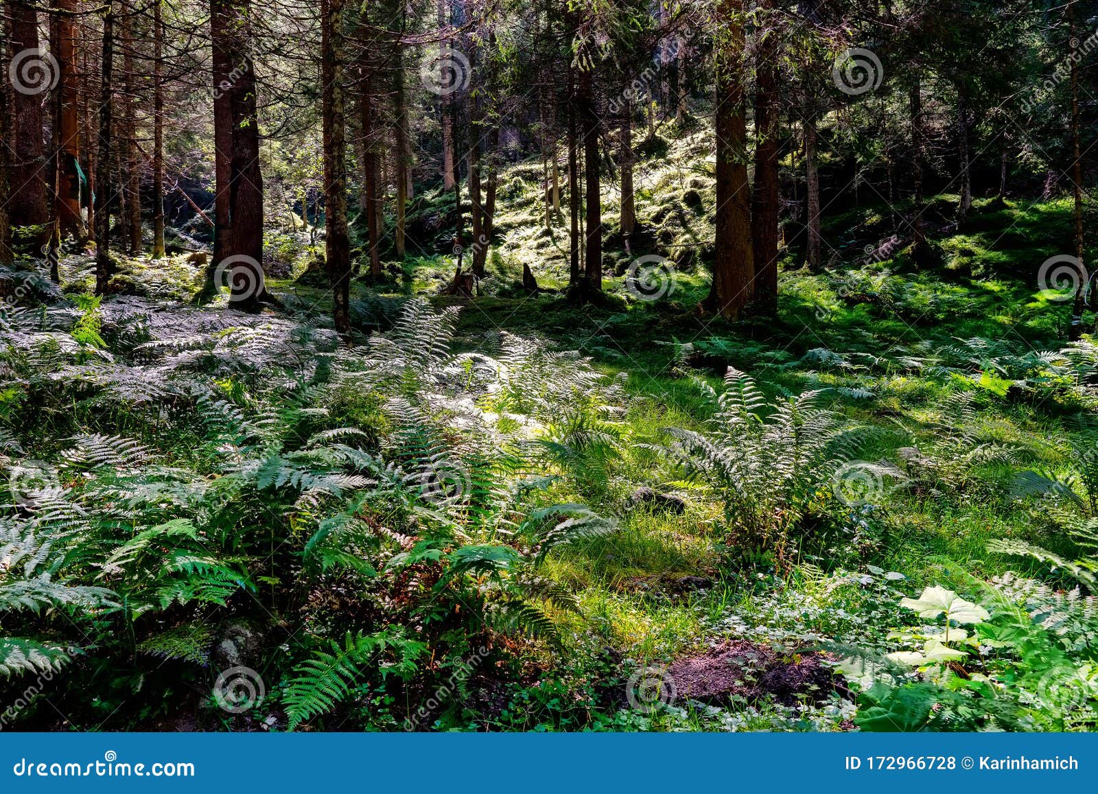 Healing through Forest Bathing Stock Photo - Image of outdoor, fern ...