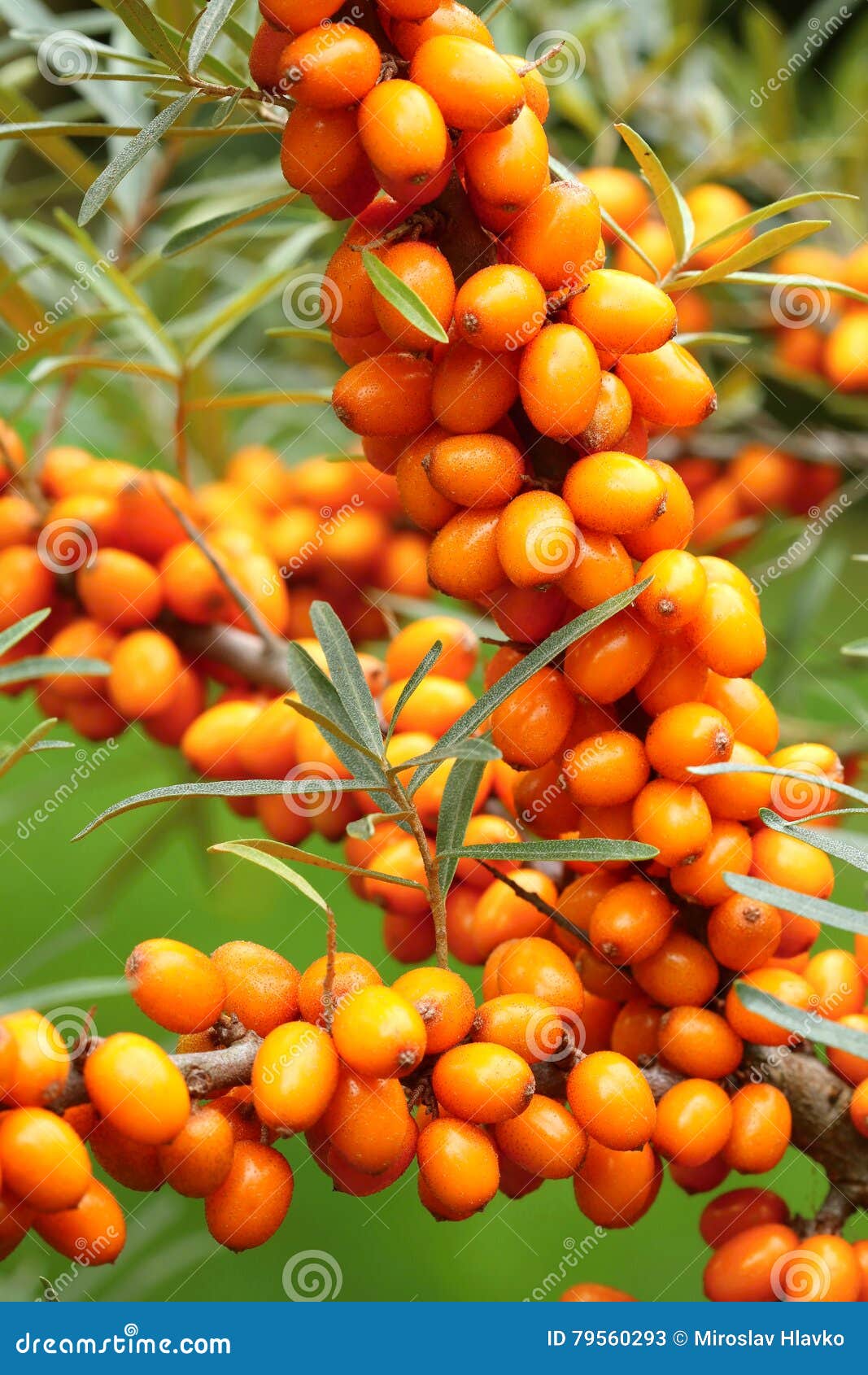 Healing Fruit Hippophae Rhamnoides Stock Image - Image of autumn, berry ...