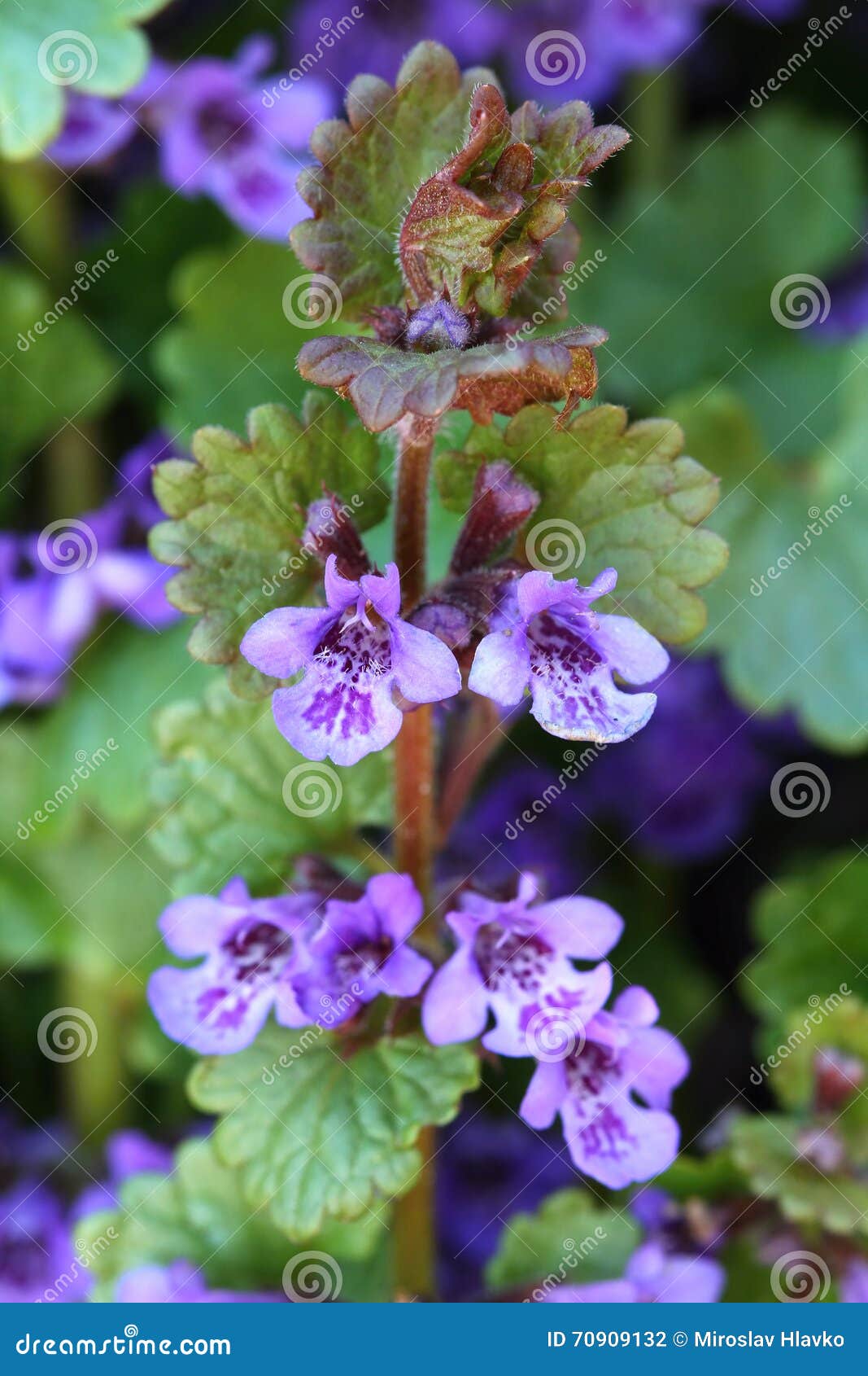 Healing Glechoma hederacea stock photo. Image of herb - 70909132