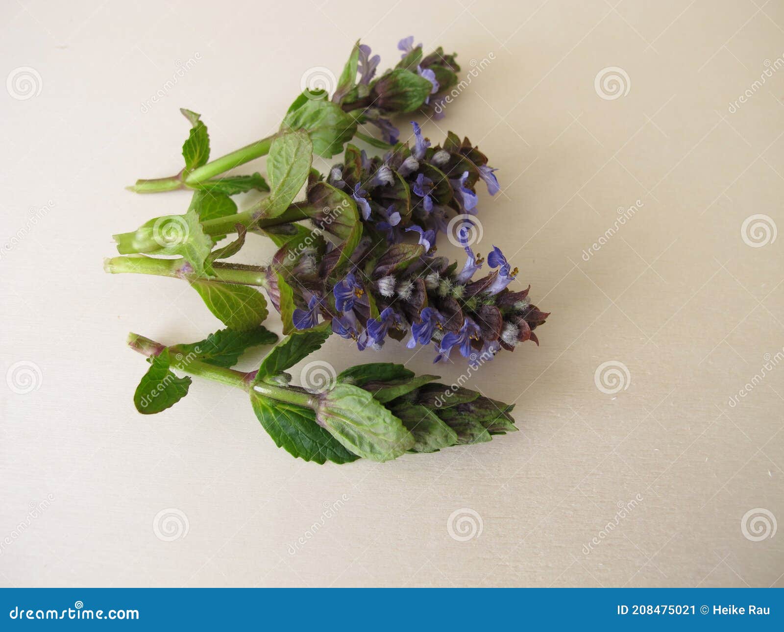 Healing Herbs, Flowering Bugle on a Wooden Board Stock Image - Image of ...