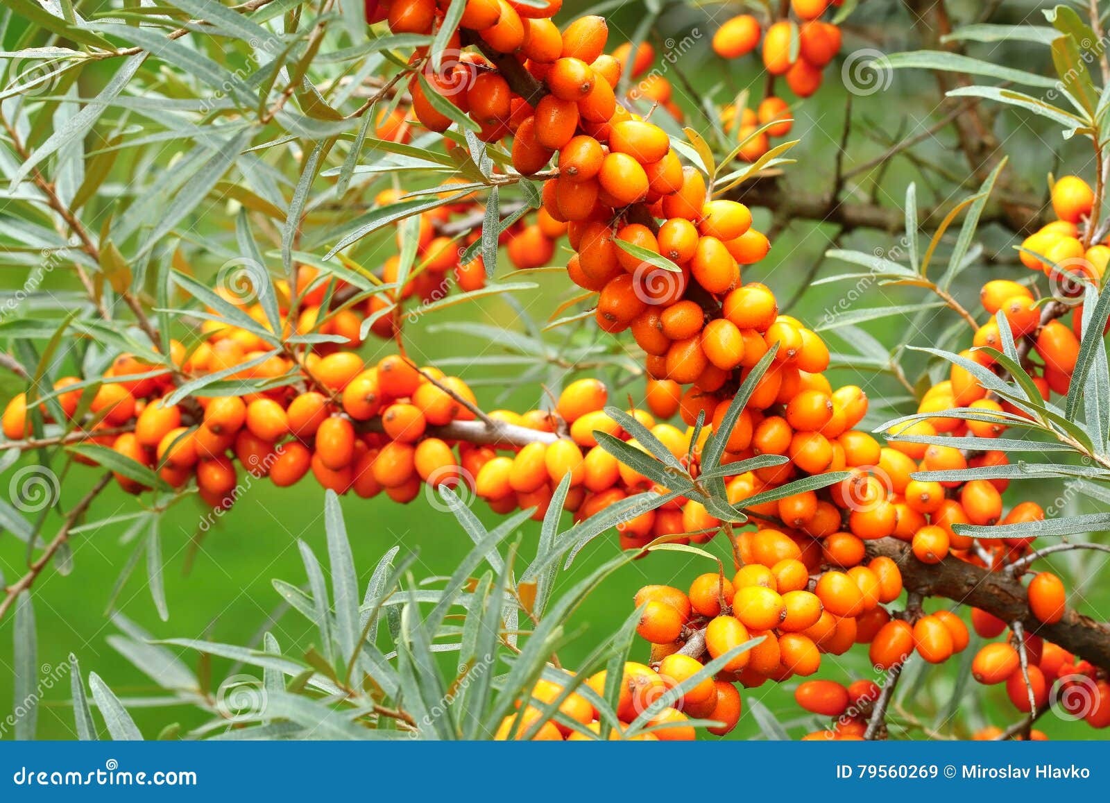 Healing Hippophae Rhamnoides Stock Image - Image of hippophae, fruit ...