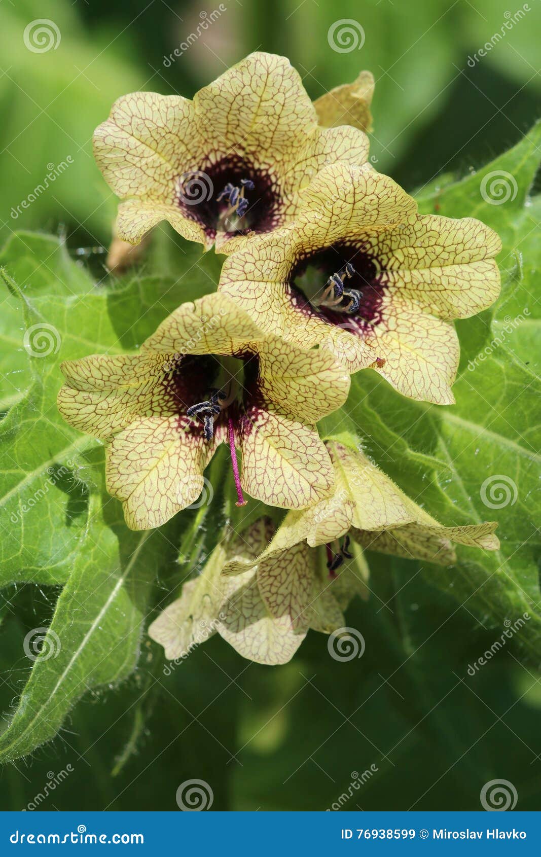 Hyoscyamus Niger, Commonly Known As Henbane, Black Henbane Or Stinking ...