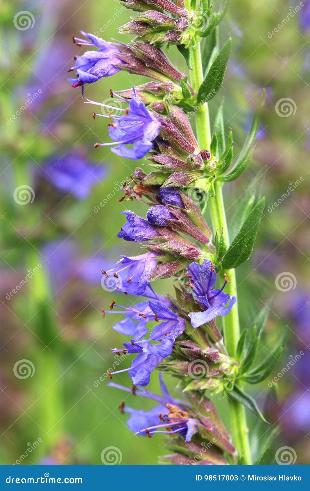 Healing Hyssopus Officinalis Stock Image - Image of curative, hyssopus ...