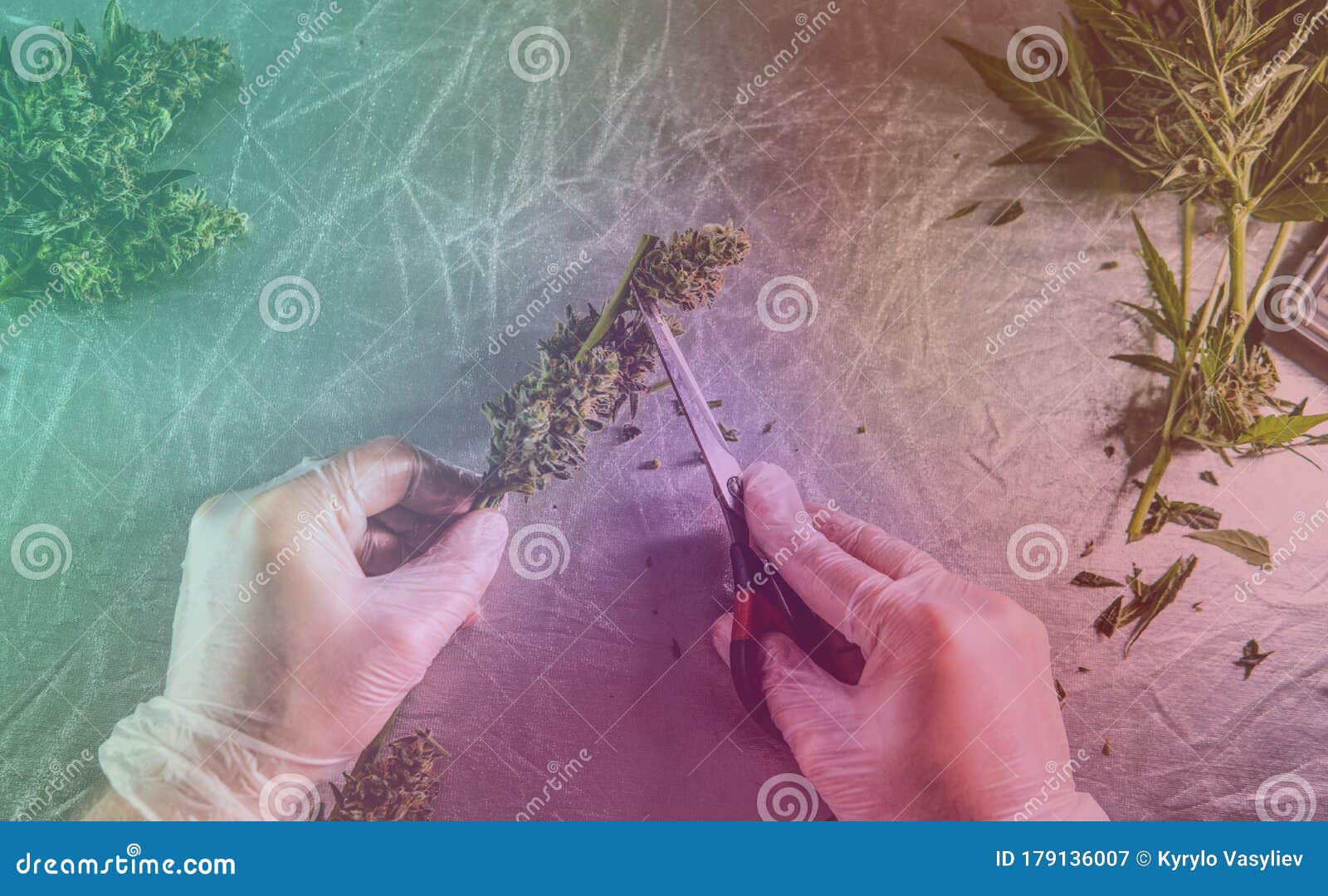 Modern Marijuana Strains in 2020. Healing Medical Strains of Weed Stock ...