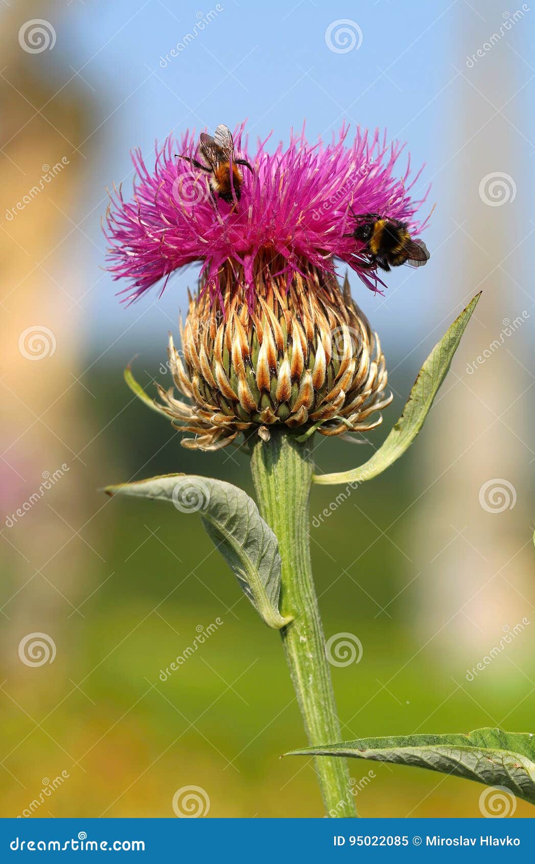 Healing Rhaponticum Carthamoides Stock Image - Image of thistle ...