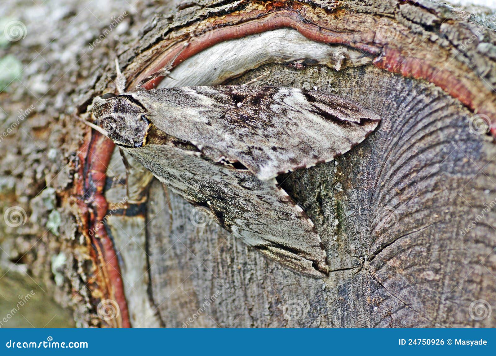 The Healing Skin and a Moth Stock Photo - Image of shading, living ...