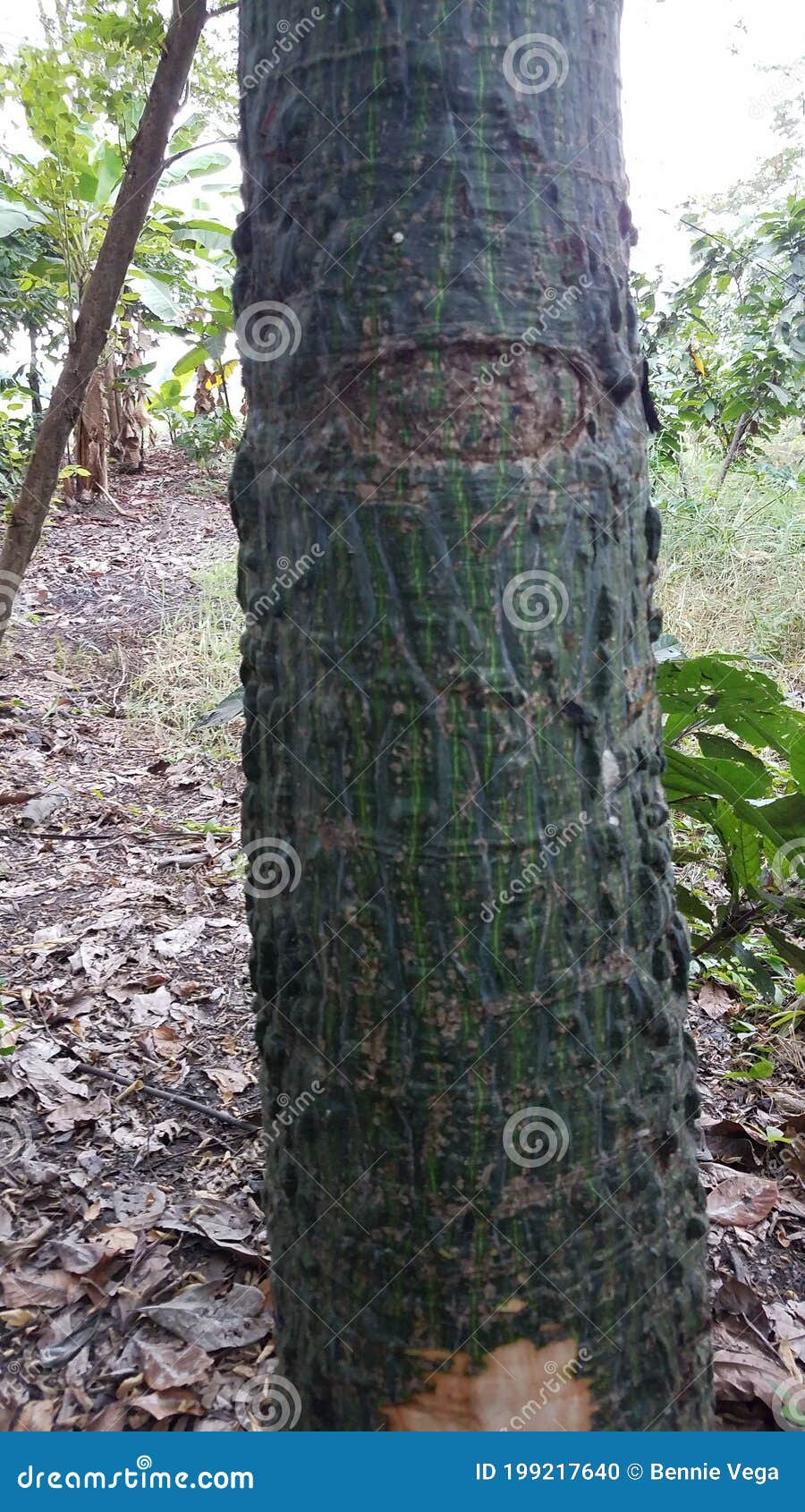 Healing Tree Bark Nature Green Stock Photo - Image of trunk, rock ...
