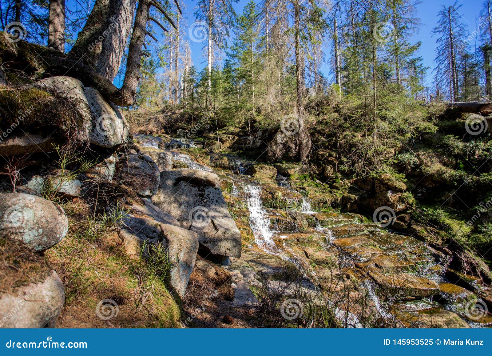 Healing Water in the Siberian Taiga Stock Image - Image of clean, flow ...