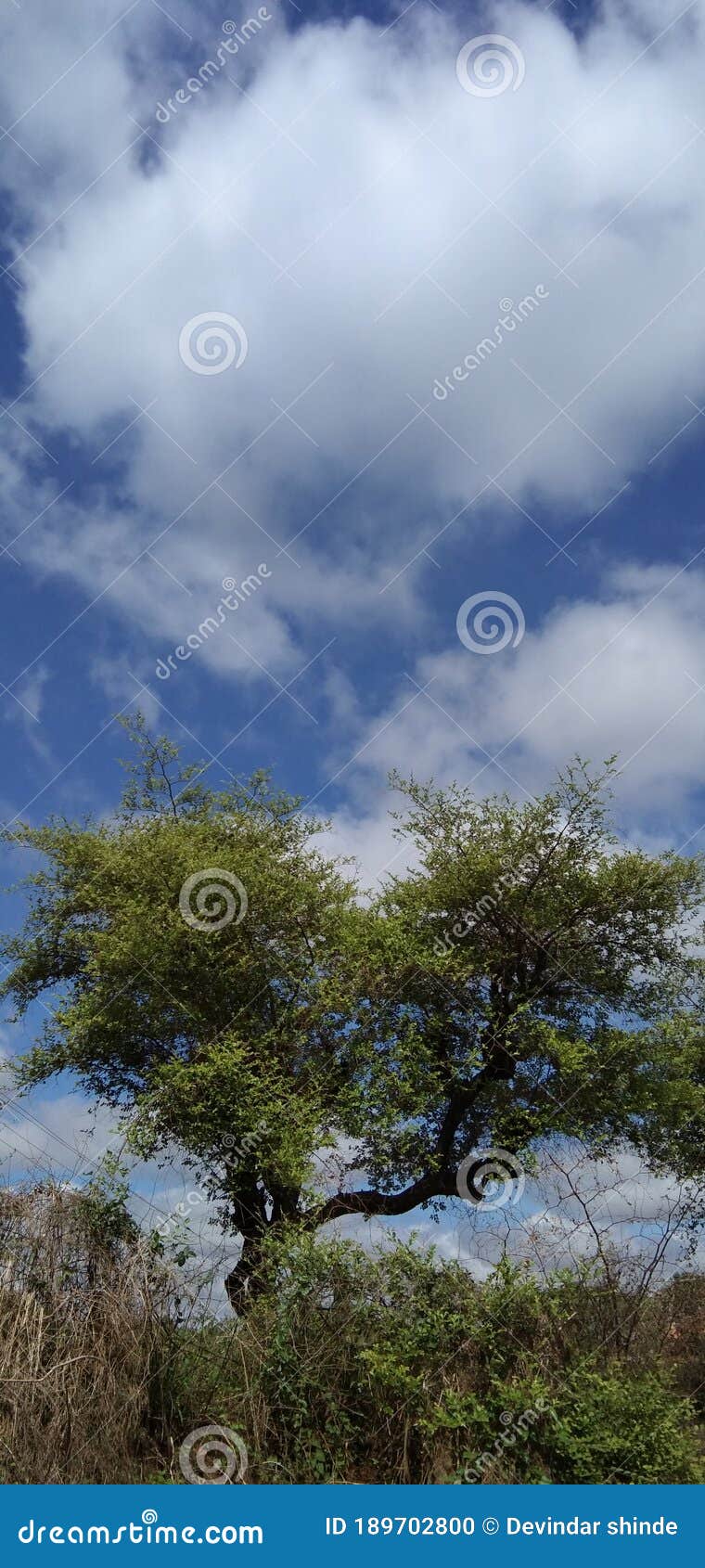Health Benefits of Ber Fruit Tree and Sky Clouds Stock Photo - Image of ...