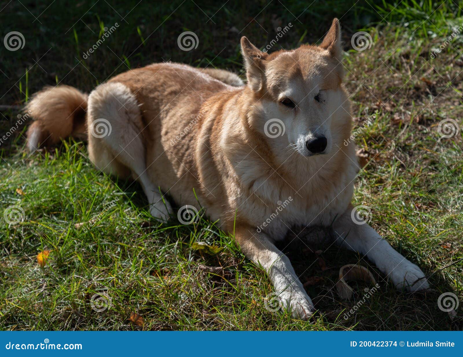 Health dog with one eye stock photo. Image of grass - 200422374