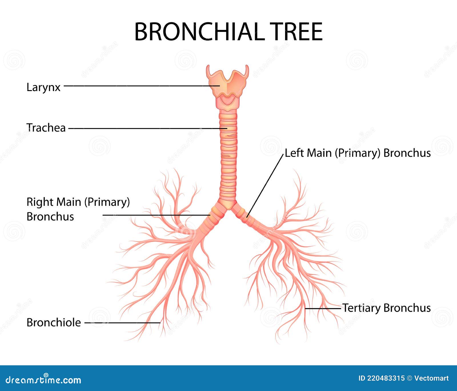 Bronchial Tree Royalty-Free Stock Image | CartoonDealer.com #20704714 Bronchial Tree Royalty-Free Stock Image | CartoonDealer.com #20704714